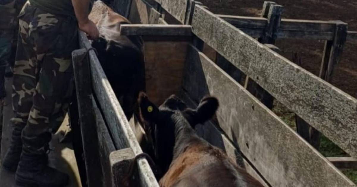 En un campo del partido de General Pinto recuperaron toros robados de ...
